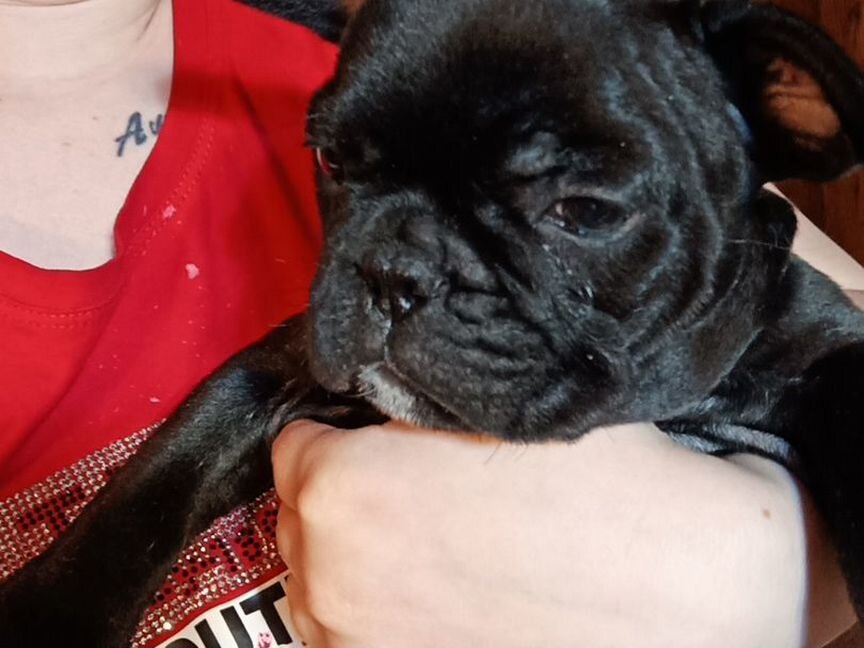 Французский бульдог