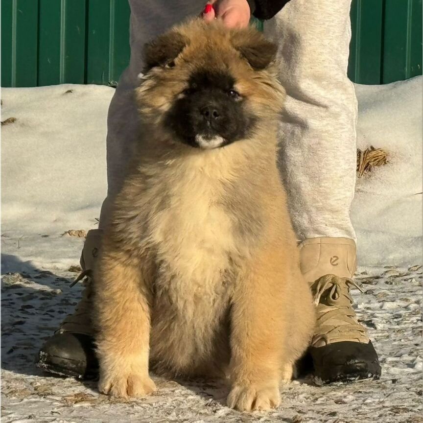 Девочка Американской Акиты