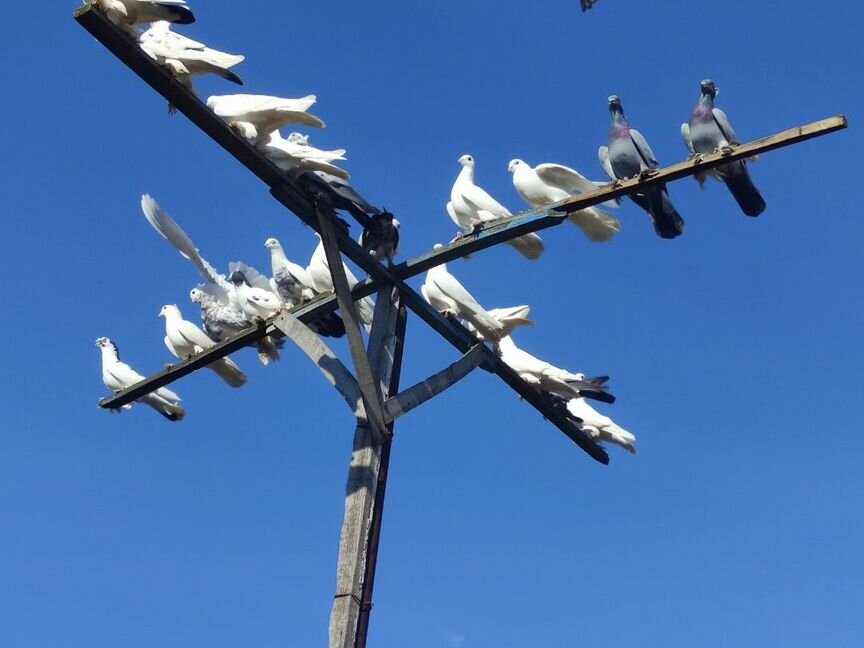 Продажа бакинских и узбецких голубей