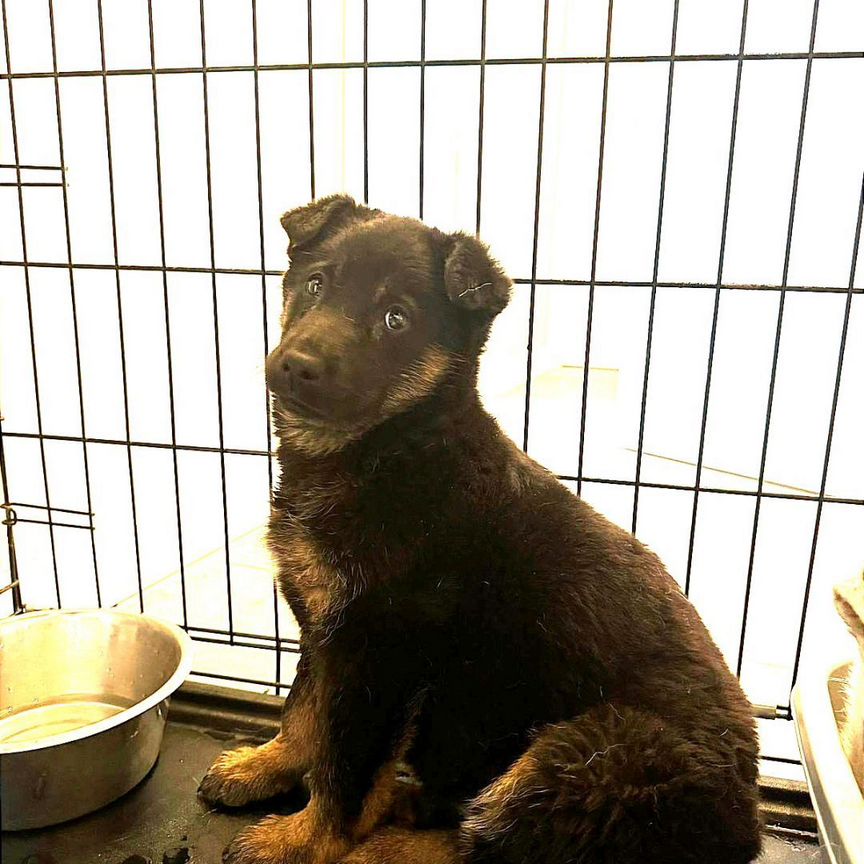 Щенок девочка 3,5 мес