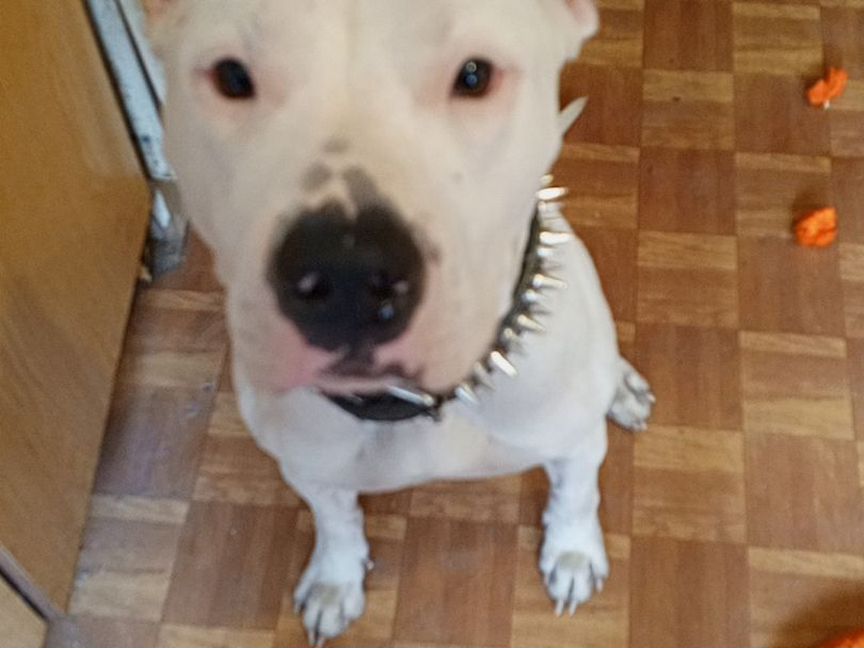 Стафф вязка