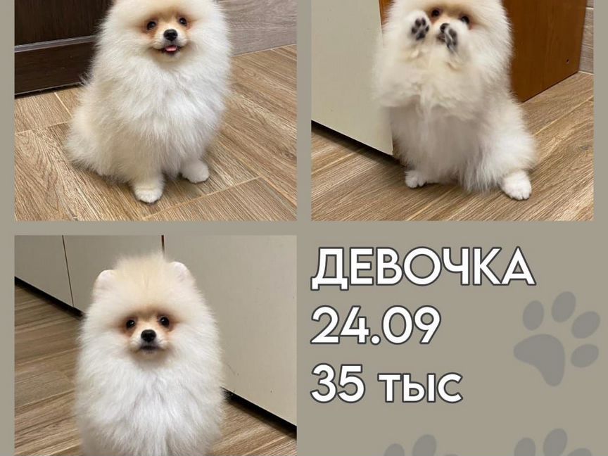 Померанский шпиц