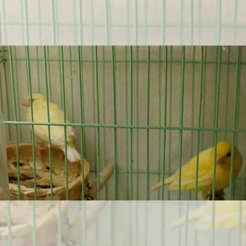 Продам канарейку