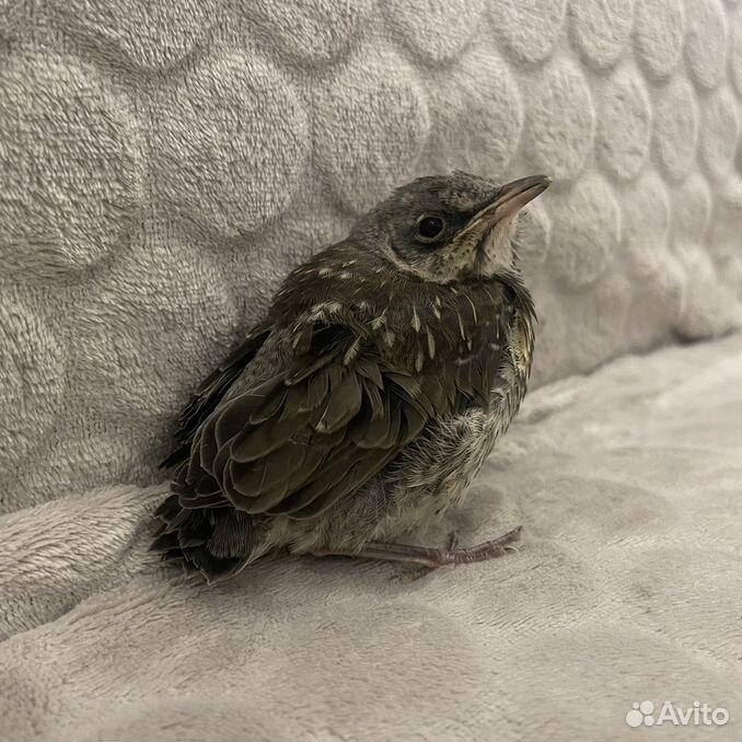 Птенец дрозда