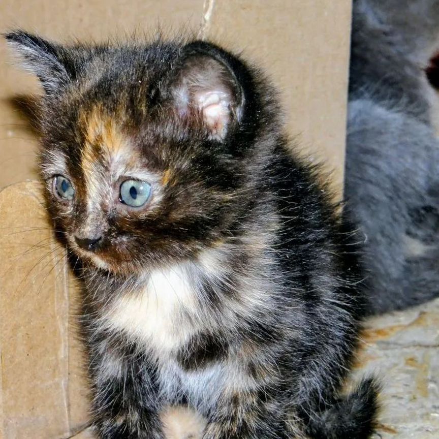 Котёнок в добрые руки