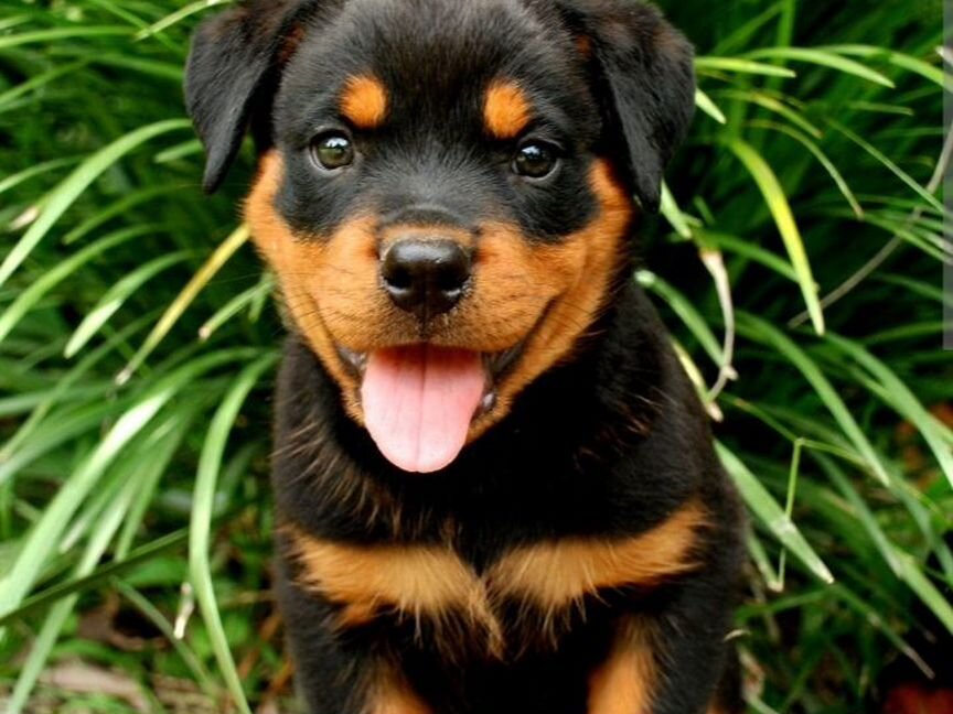 Щенки ротвейлера продажа