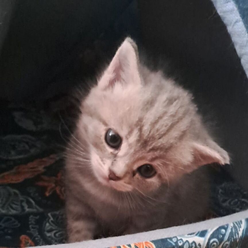 Котёнок в добрые руки