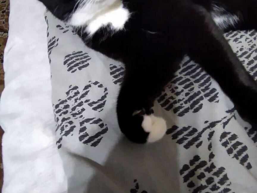 Котик