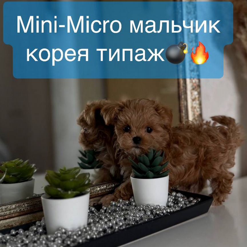 Мальтипу, щенок