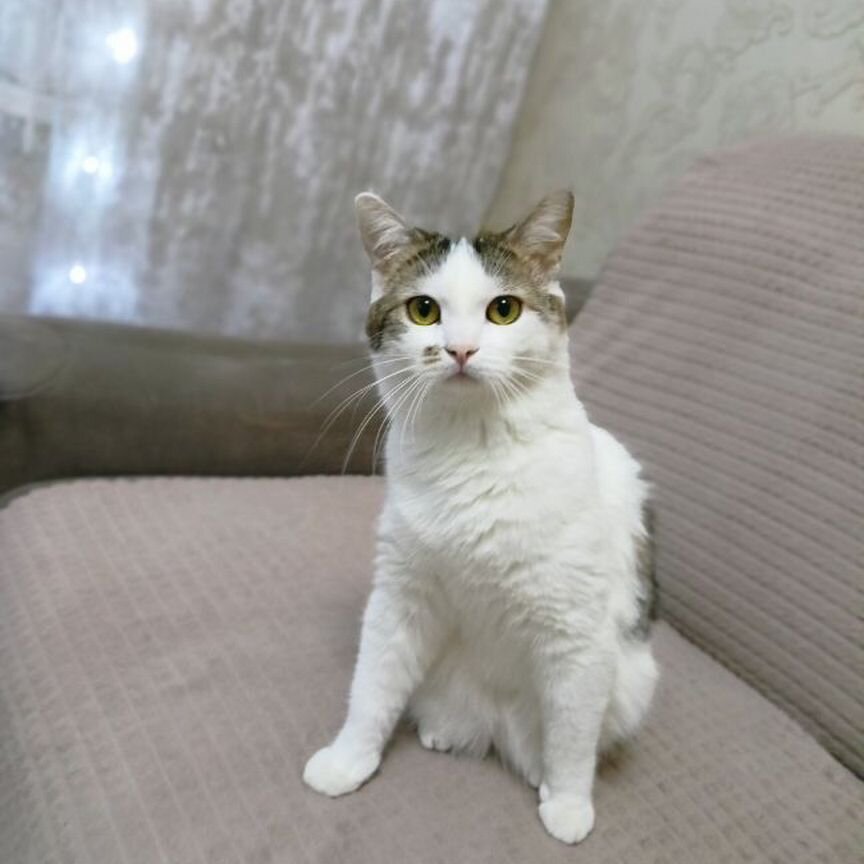 Отдам кота в добрые руки. Возраст 1,4 месяцев