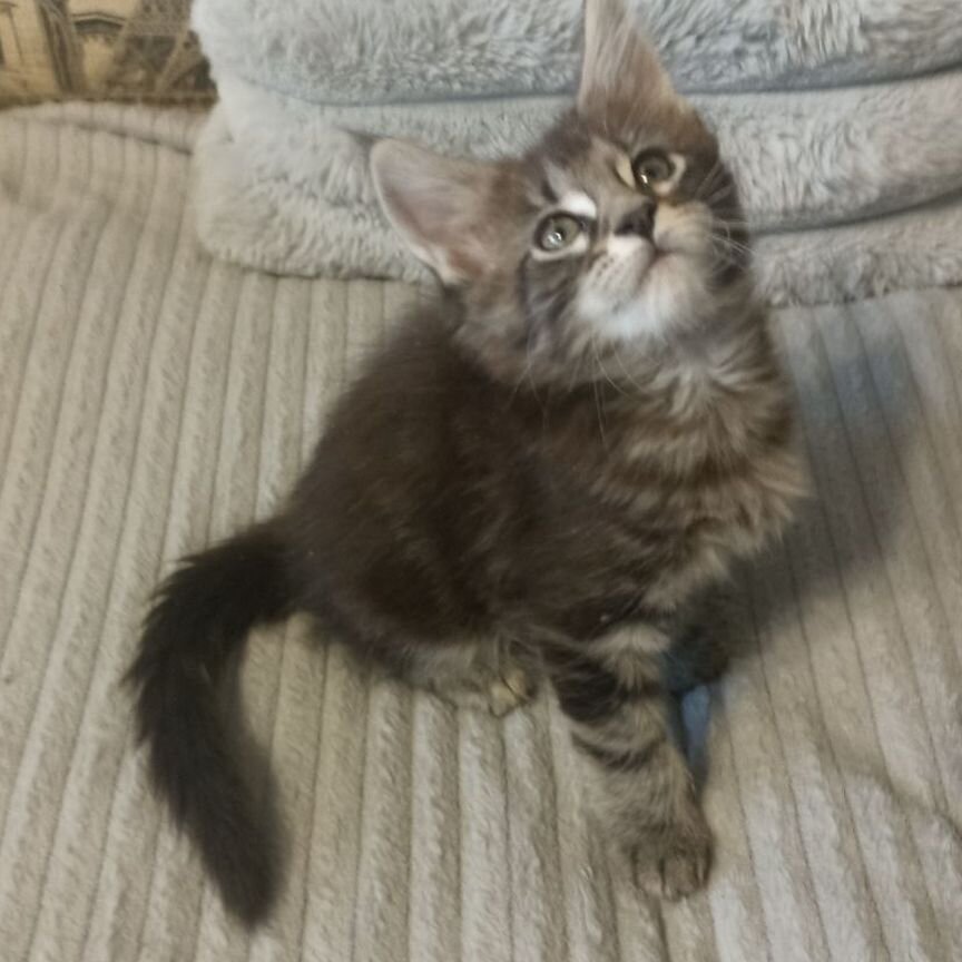 Котята мэйн кун