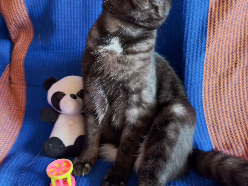 Кастрированный котик