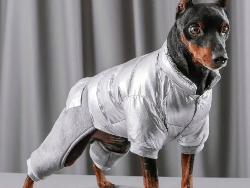 Комбинезоны для собак