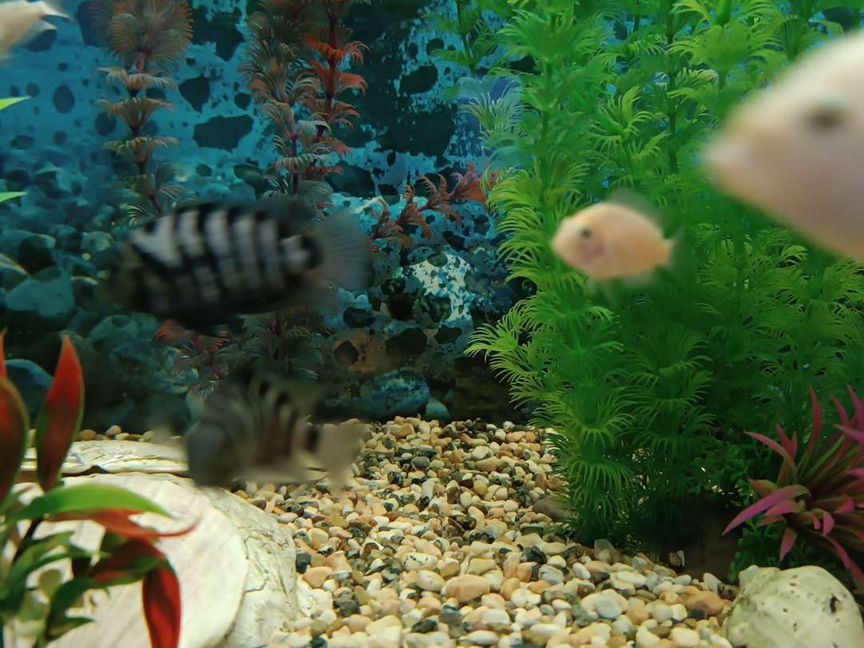 Мальки Цихлозомы чернополосой