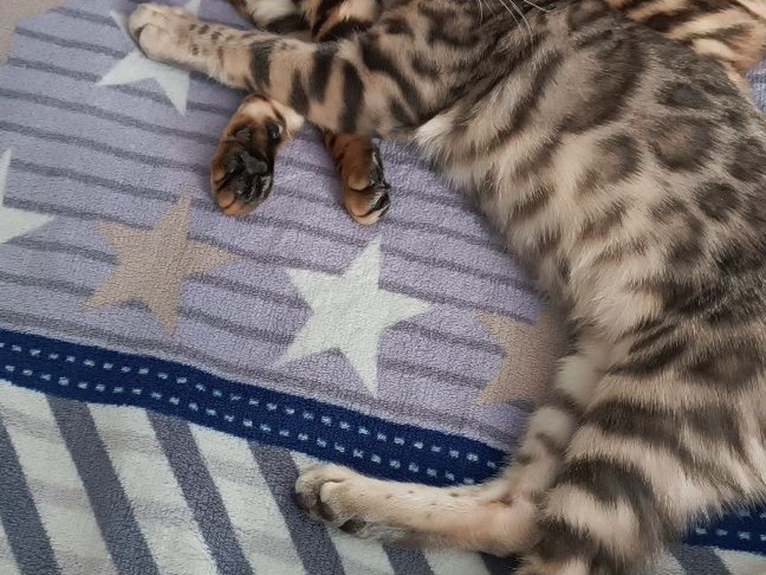 Бенгальские кошки