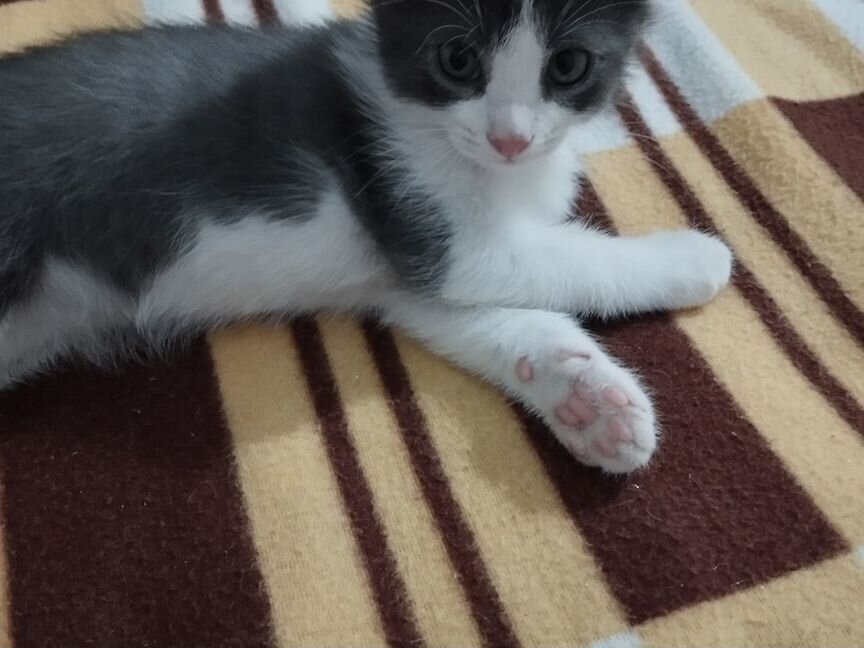 Котята в добрые руки бесплатно