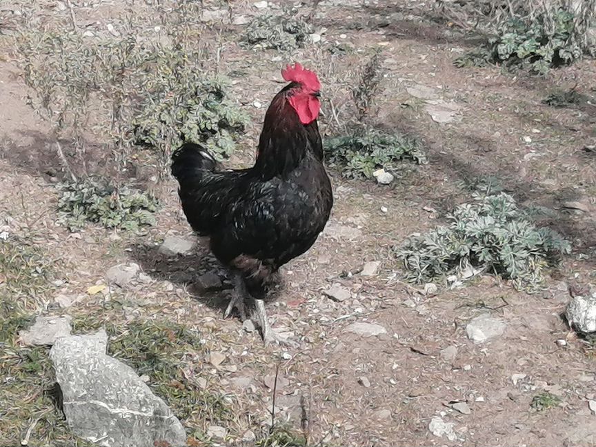 Куры несушки