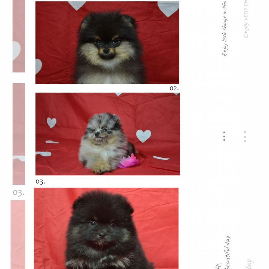 Щеночки шпица