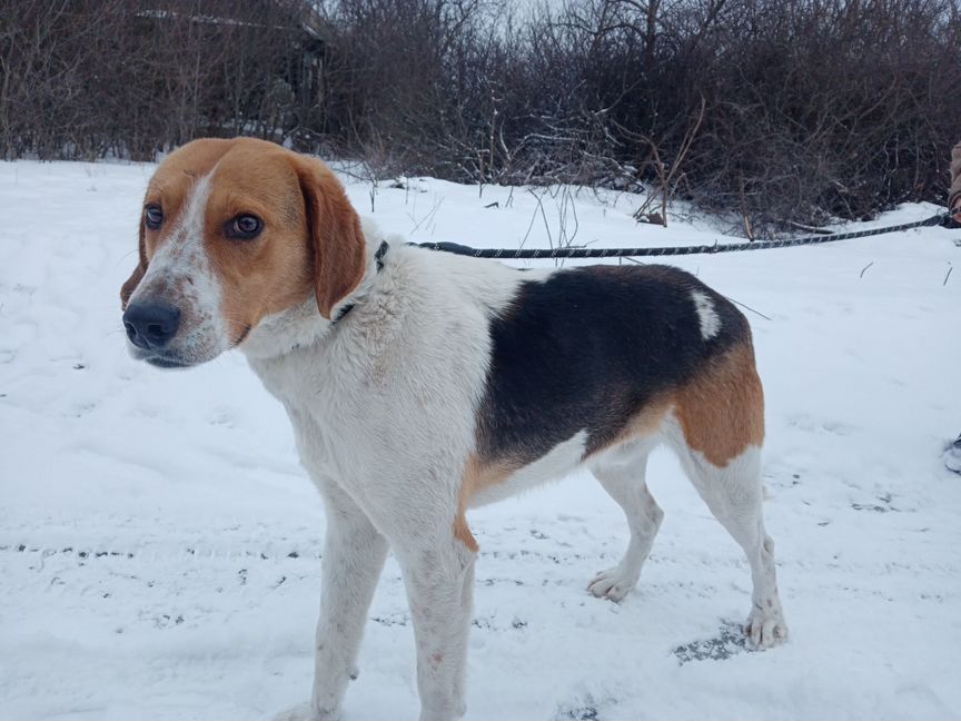 Эстонская гончая