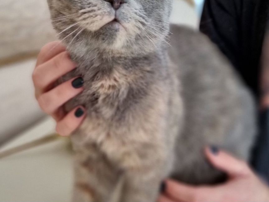 Шотландская вислоухая кошка