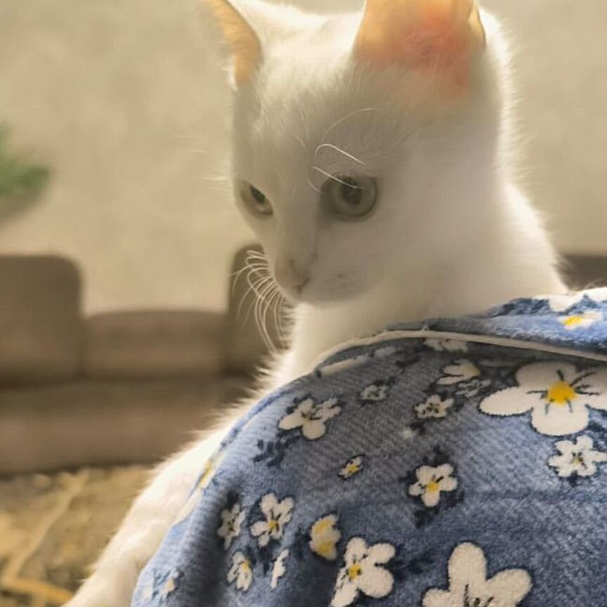 Белый котенок мальчик (бесплатно)