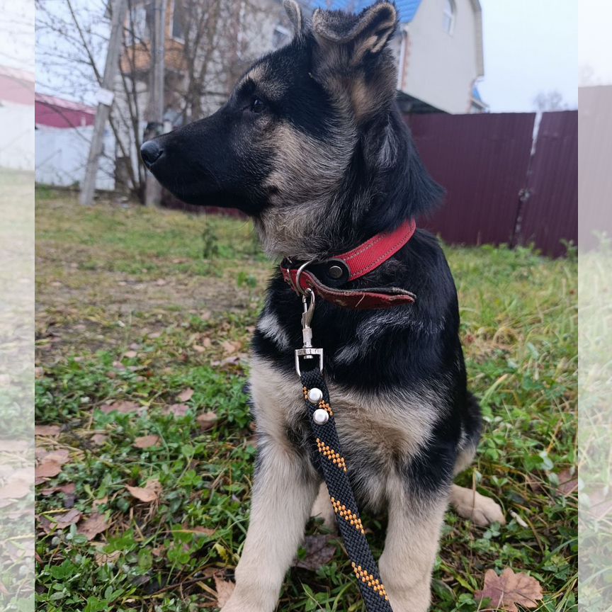 Восточноевропейская овчарка, щенок