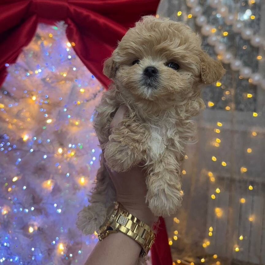 Мальтипу, щенок