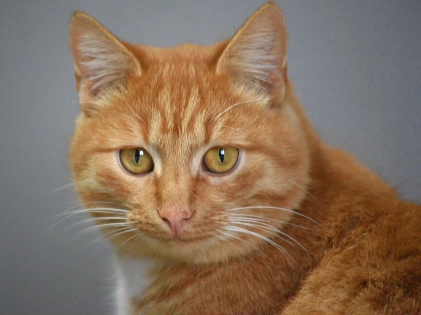 Котик