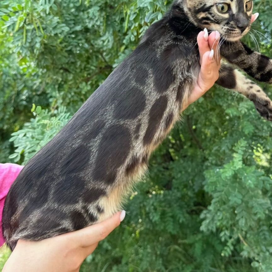 Угольный котик