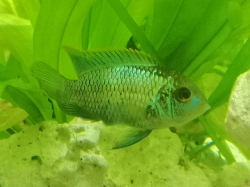 Наннакара мирная цихлида Америка