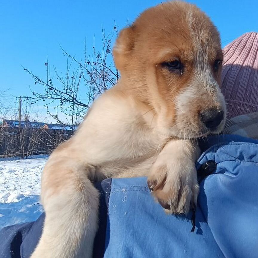 Среднеазиатская овчарка, щенок