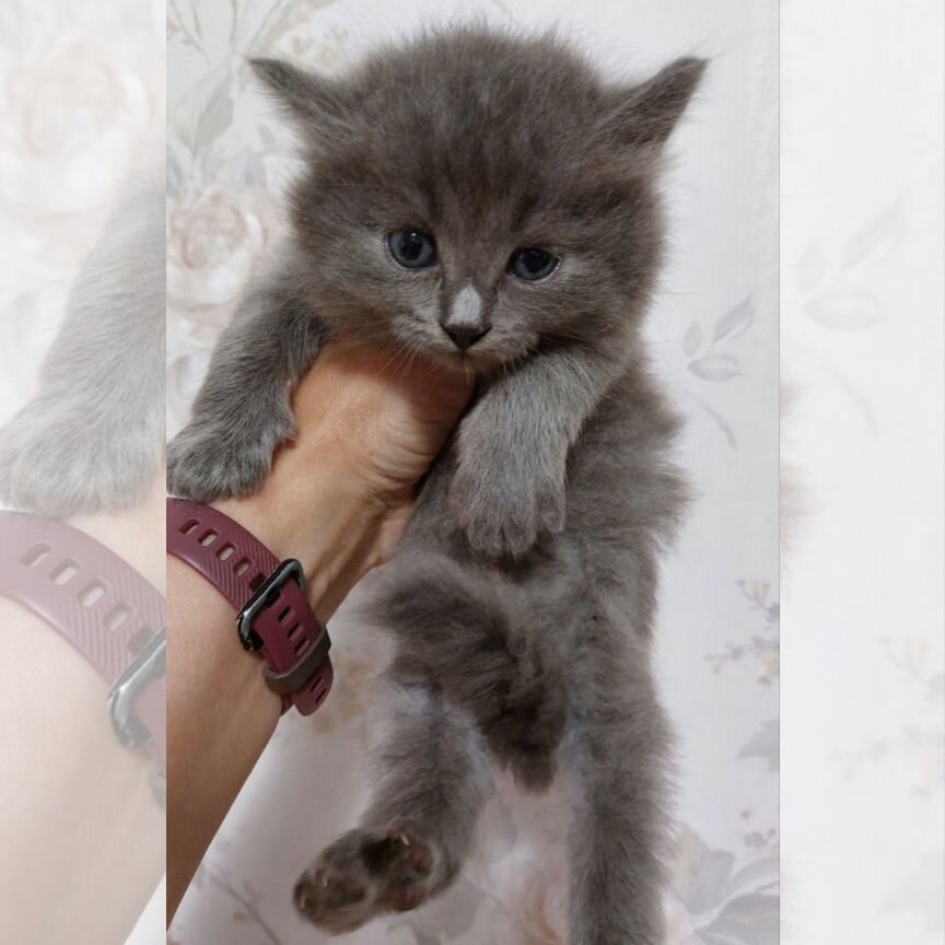 Сибирский Котёнок