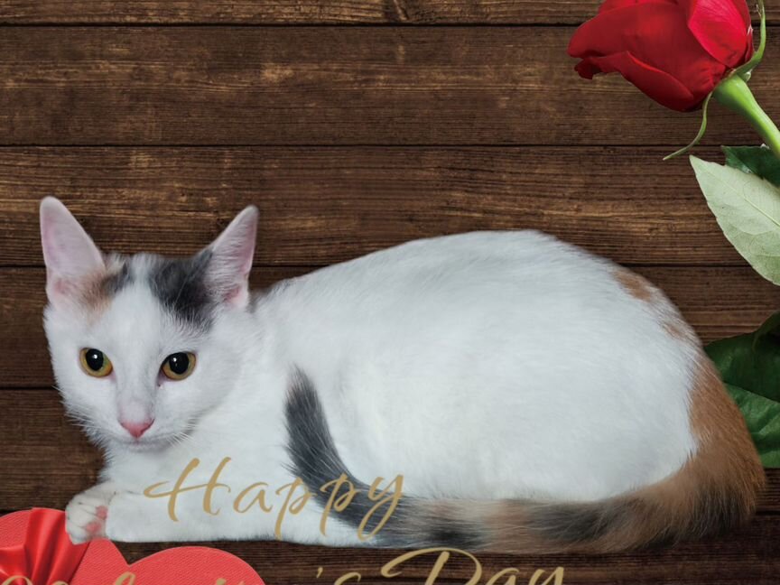 Кошка в дар, 6 месяцев