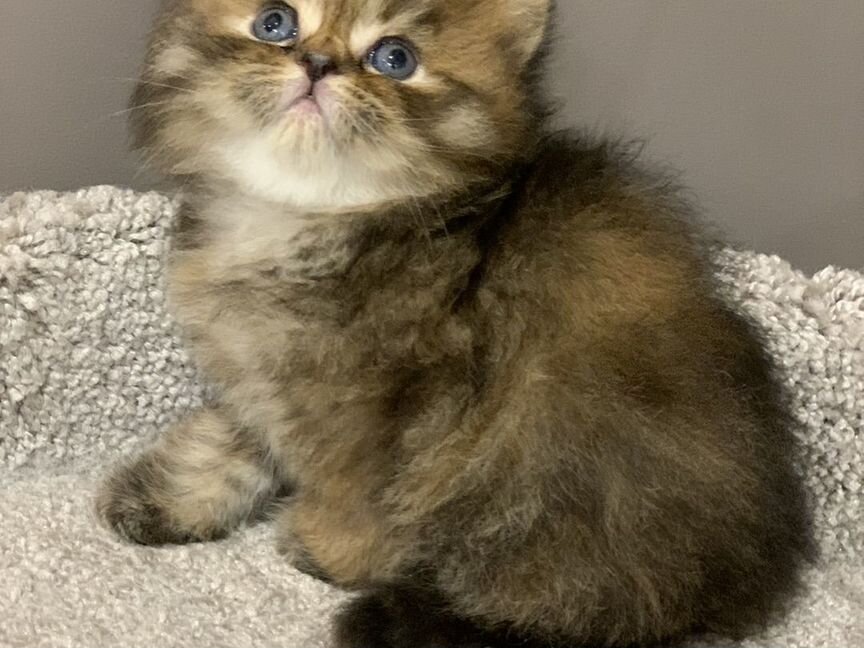 Шотланский котенок