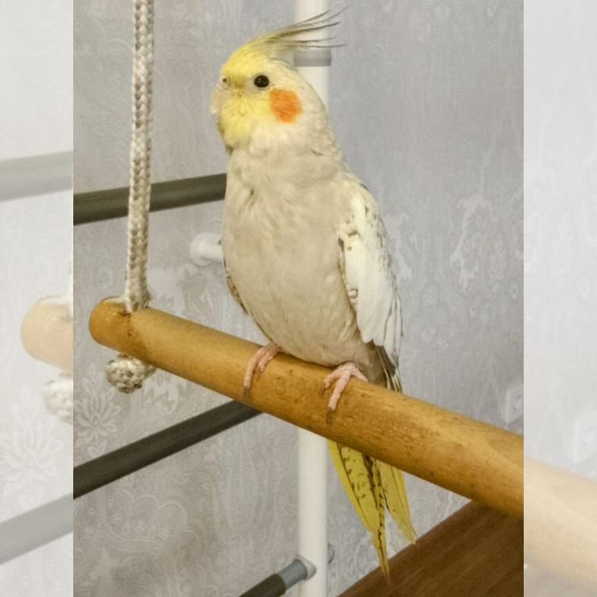 Попугай корелла