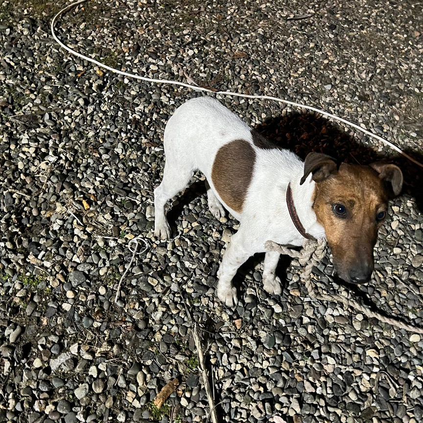 Джек рассел терьер