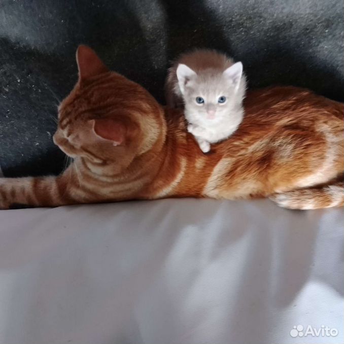 В дар домашние котята и котики 1г4м