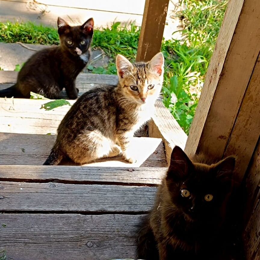 Котята нуждаются в доме