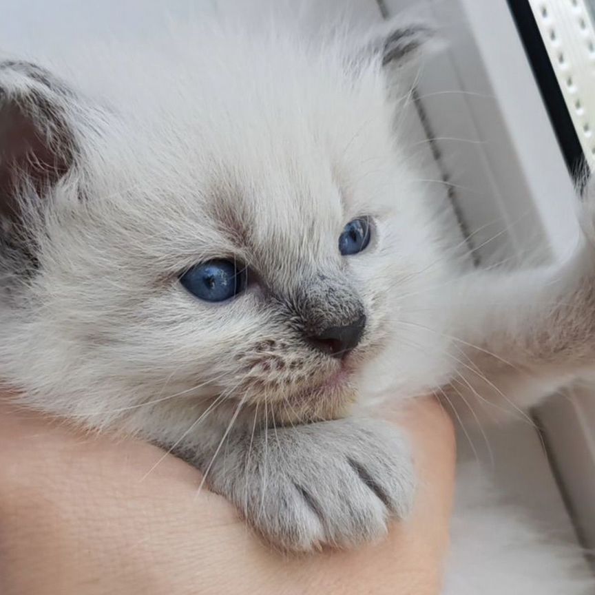 Рэгдолл котёнок