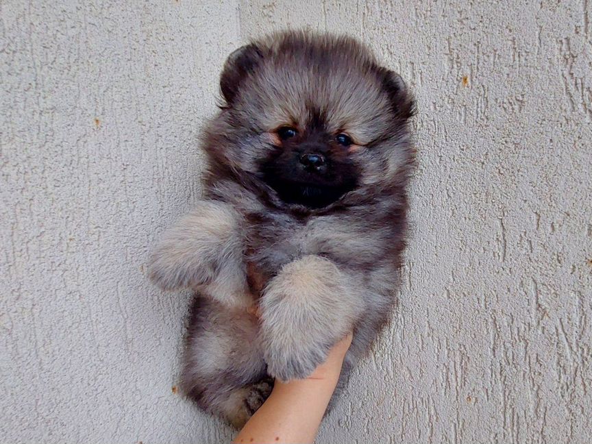 Померанский шпиц большой выбор щенков