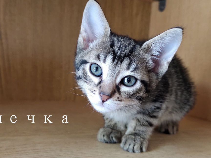 Ищем добрые ручки