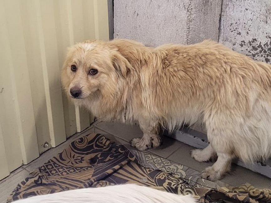 Тимоша ищет дом