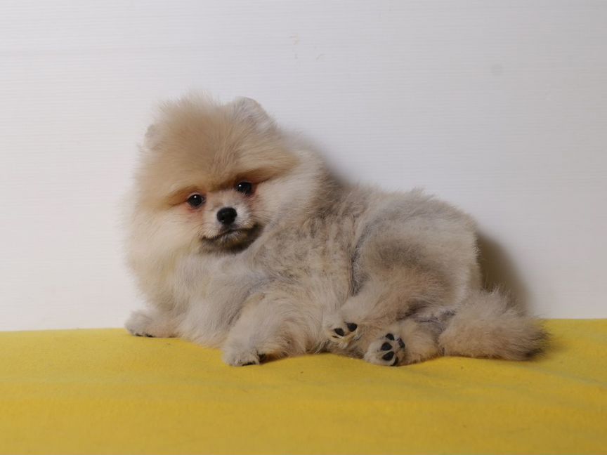 Помернский шпиц - мальчик