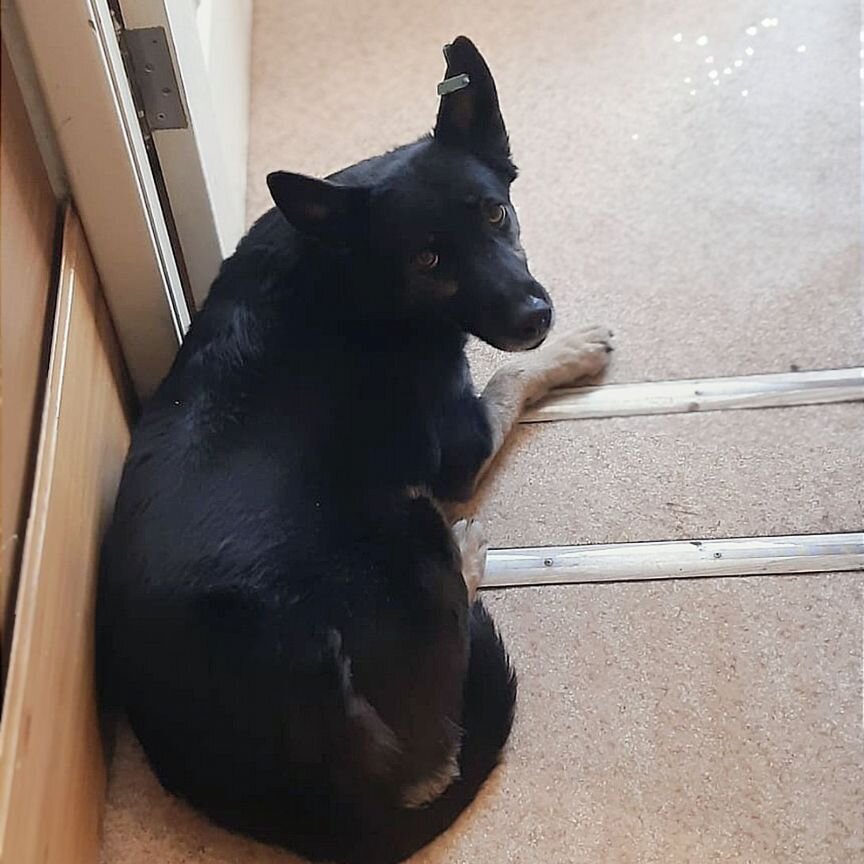 Одинокая собака ищет хозяина