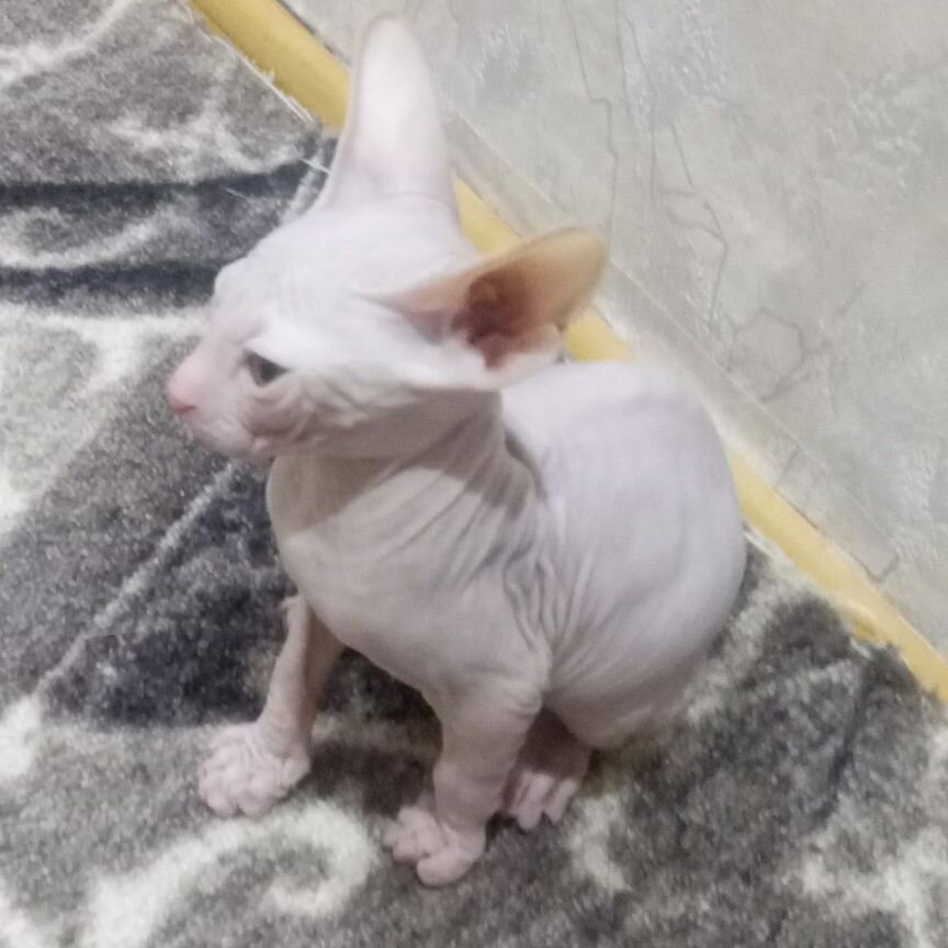 Канадский сфинкс котёнок