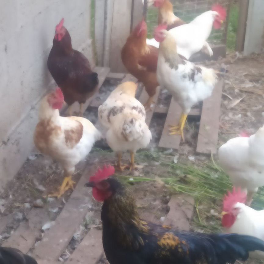 Продам петухов