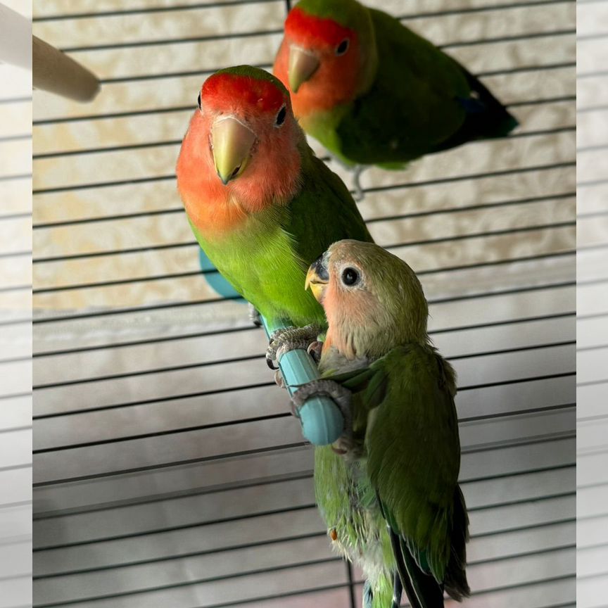 Птенец попугая-неразлучника