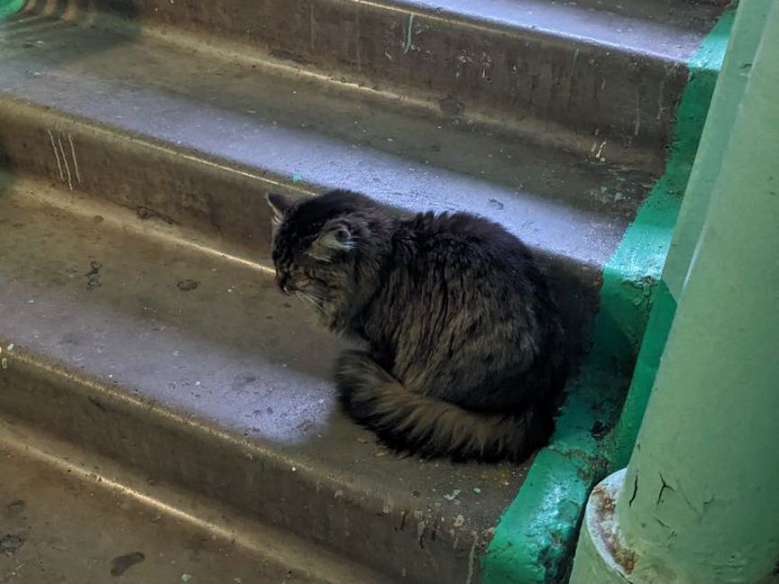 Ищем семью кошке/коту с улицы