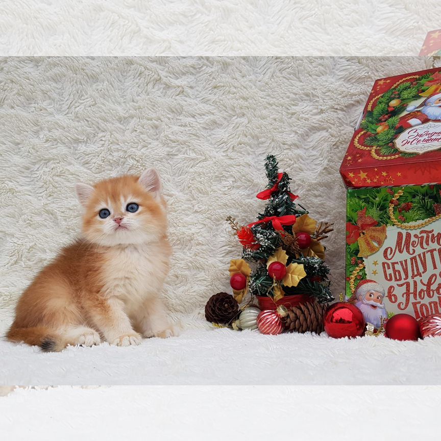 Британский короткошёрстный котёнок