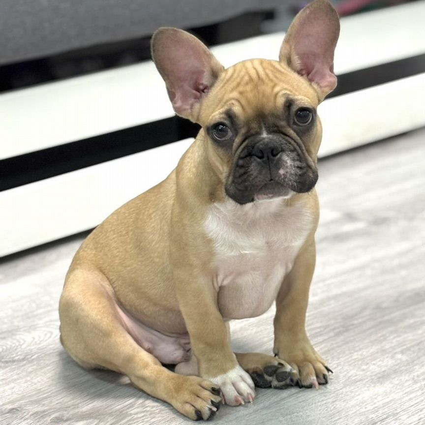 Французский бульдог, щенок